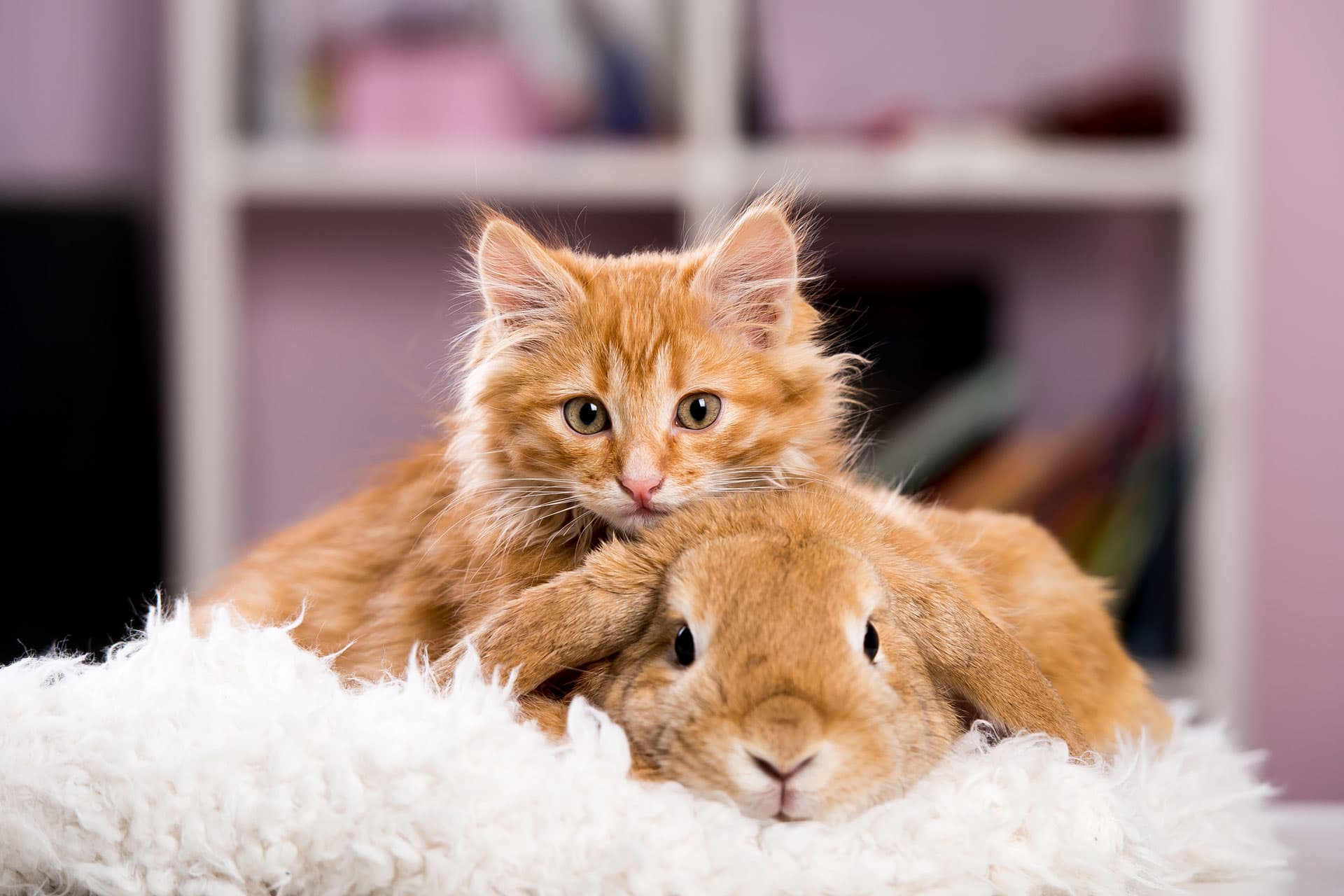 Pet Collection // Truly Treasured NZ